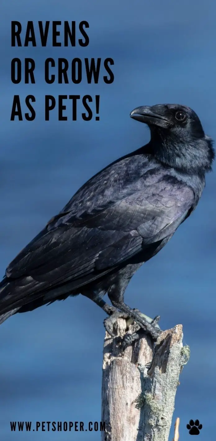 Ravens or Crows as Pets | Do These Birds Make Good Pets? - PetShoper