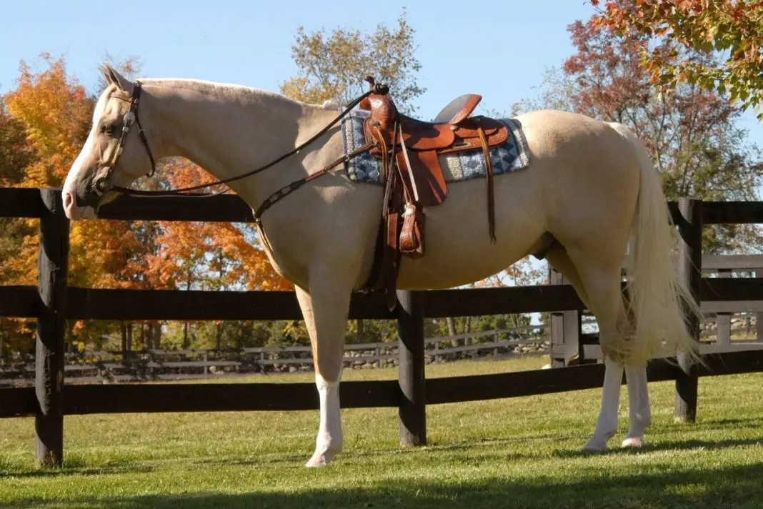 Western Horse Names 200 Incredible Ideas PetShoper western-horse-names-200-incredible-ideas-petshoper