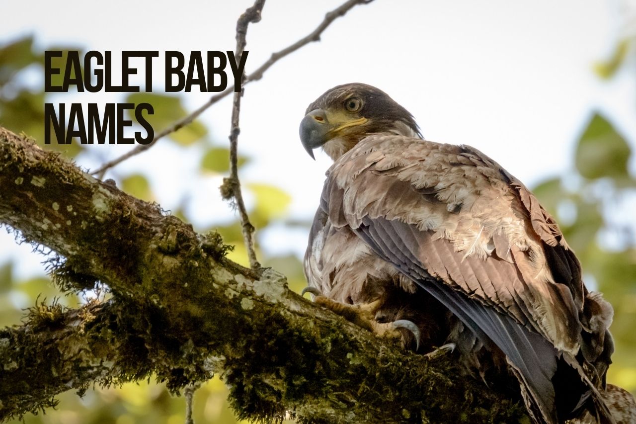 Eagle Names 200+ Best Names for an Eagle - PetShoper