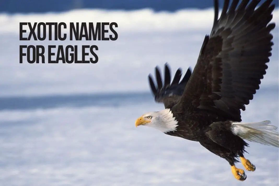 Eagle Names 200+ Best Names for an Eagle - PetShoper