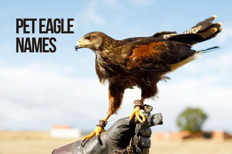Eagle Names 200+ Best Names for an Eagle - PetShoper