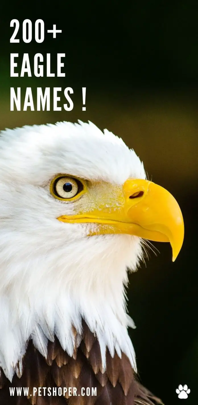 Eagle Names 200+ Best Names for an Eagle - PetShoper